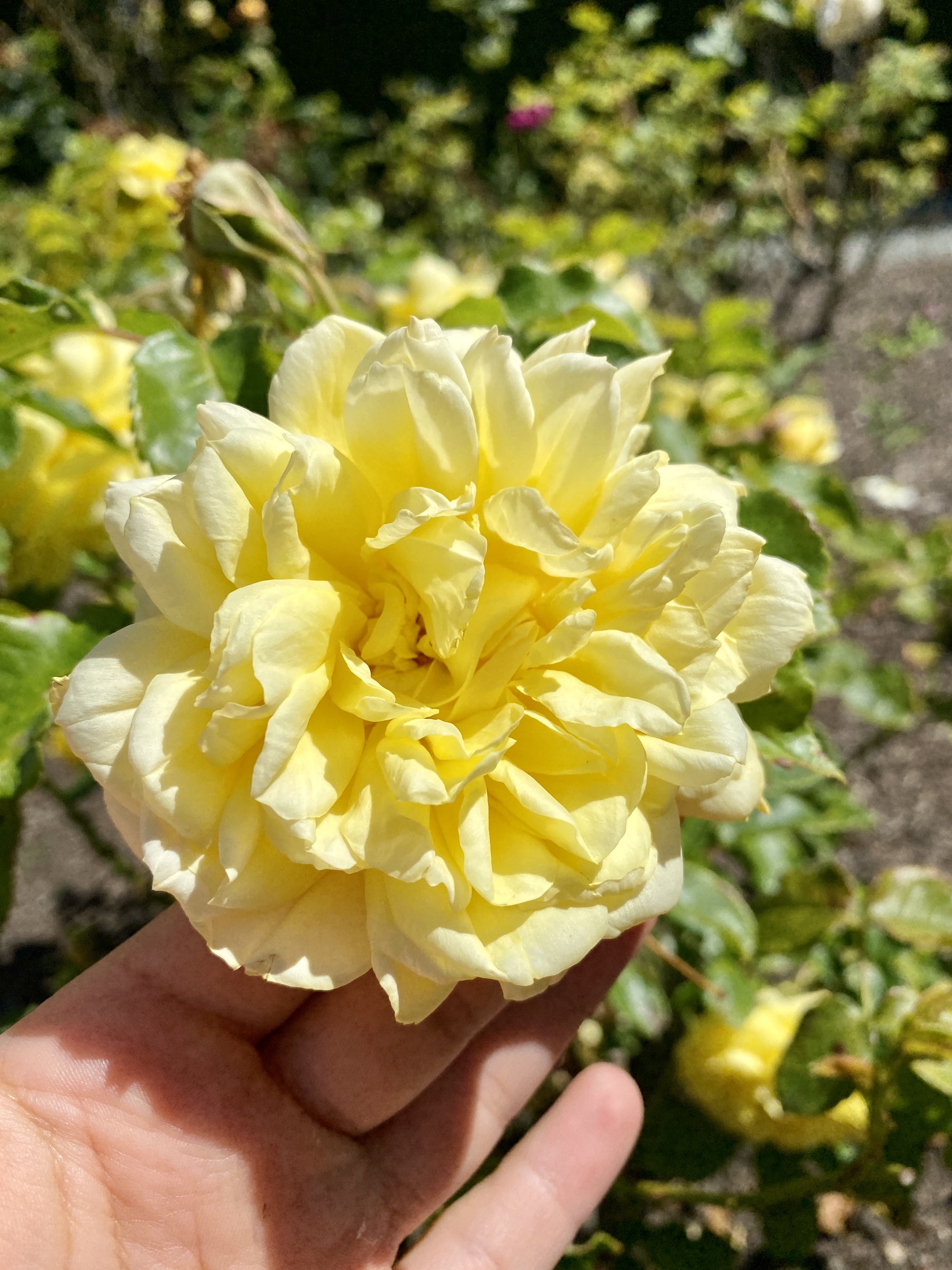 Timaru Travel Guide: 10 Fun Things to Do – Niki in New Zealand