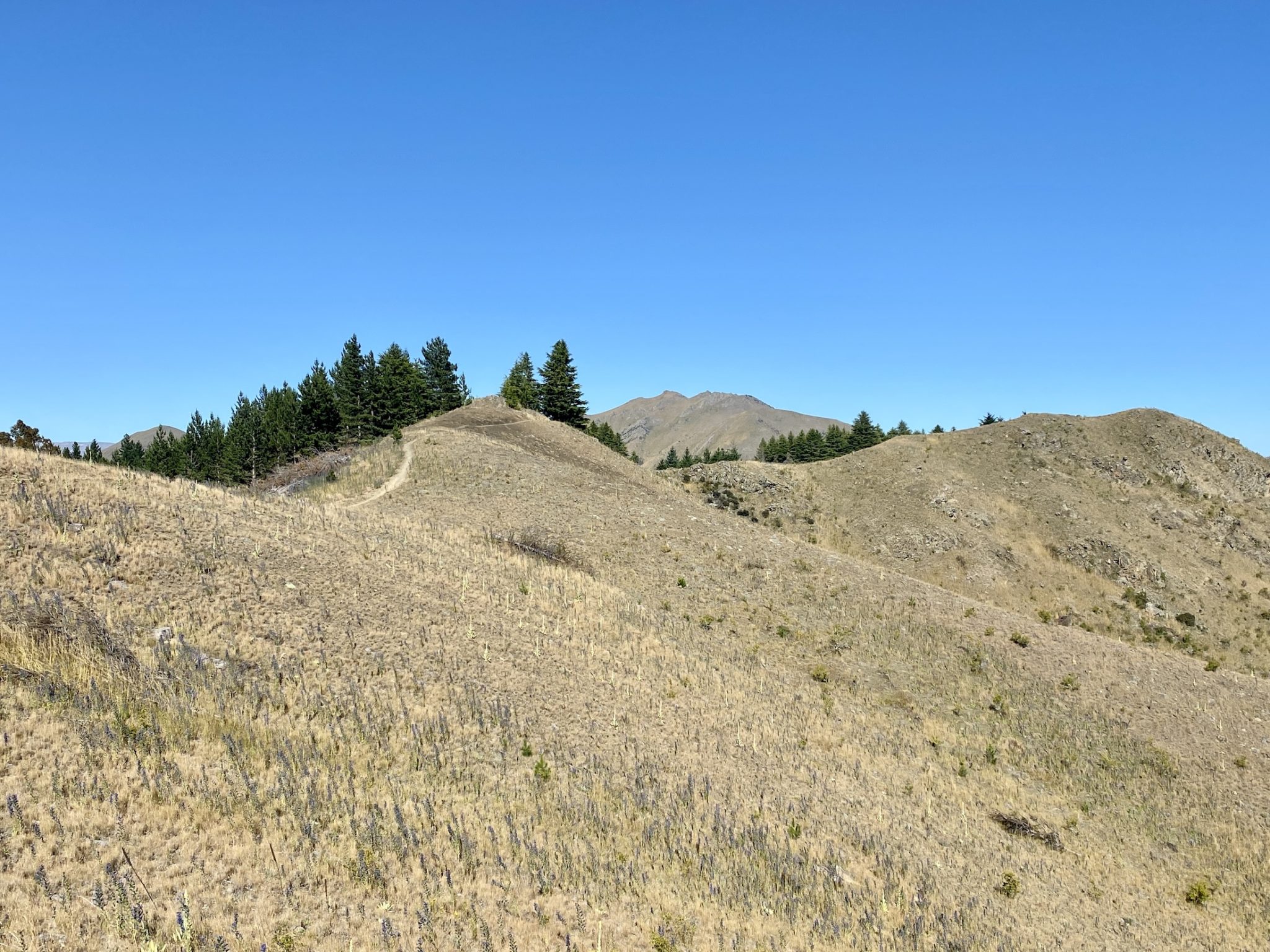 Hiking the Lake Benmore Peninsula Track in Otematata